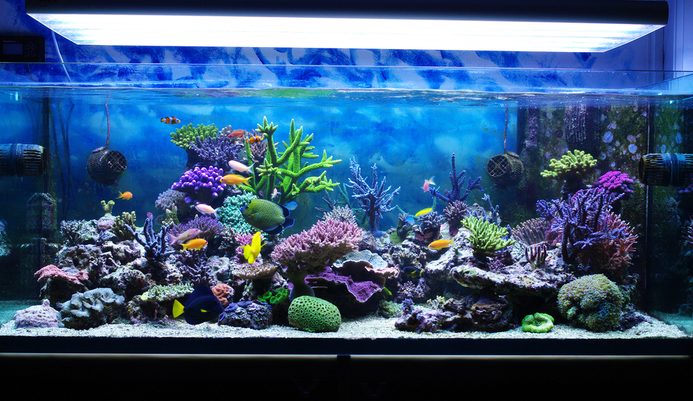 Smart Aaquarium - Diglab